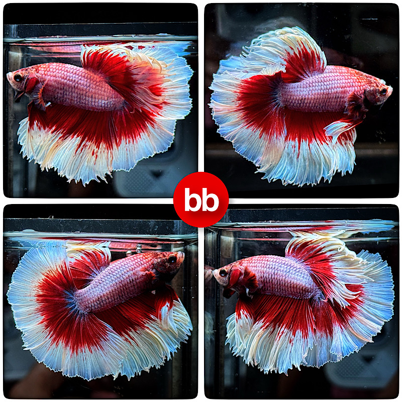 AquaBid.com - Item # fwbettashm1771162203 - " SAKURA SIAM HALF MOON ...