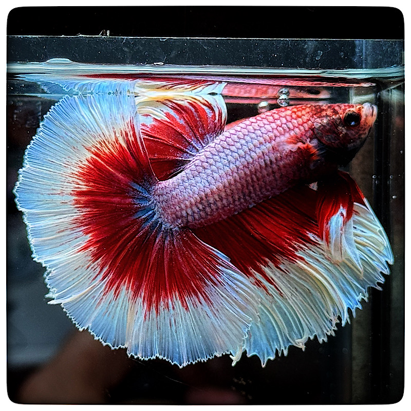AquaBid.com - Item # fwbettashm1771162203 - " SAKURA SIAM HALF MOON ...