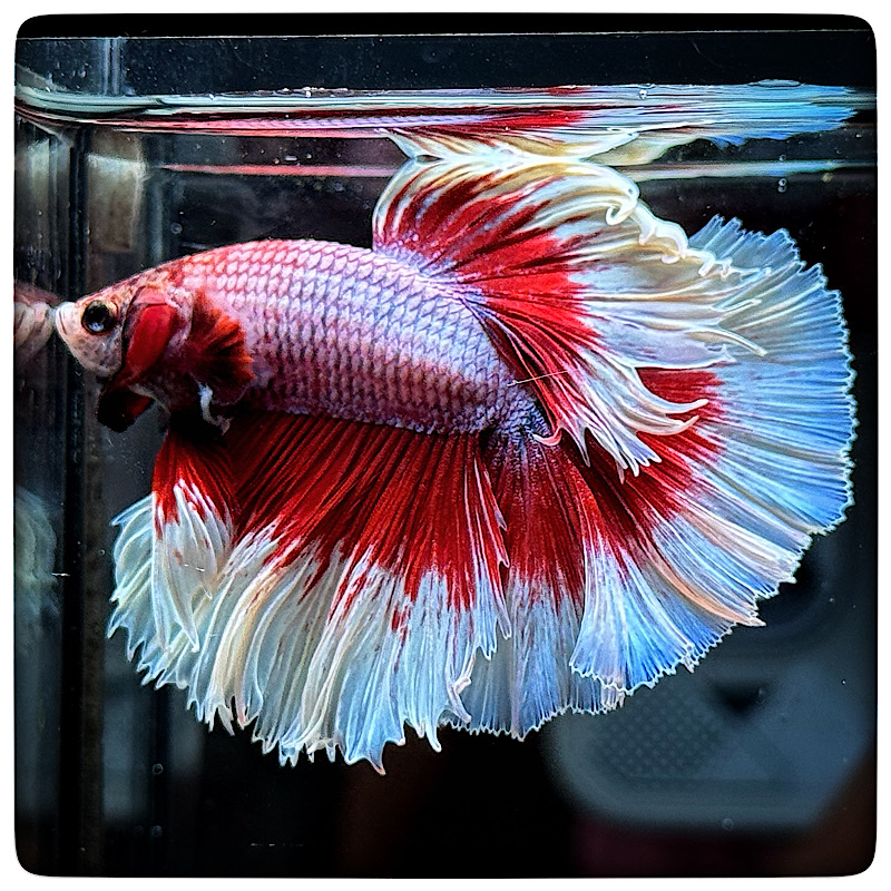 AquaBid.com - Item # fwbettashm1771162203 - " SAKURA SIAM HALF MOON ...