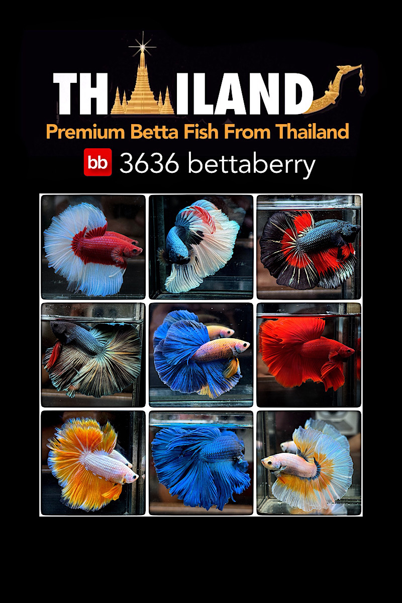 AquaBid.com - Item # fwbettashm1771162203 - " SAKURA SIAM HALF MOON ...