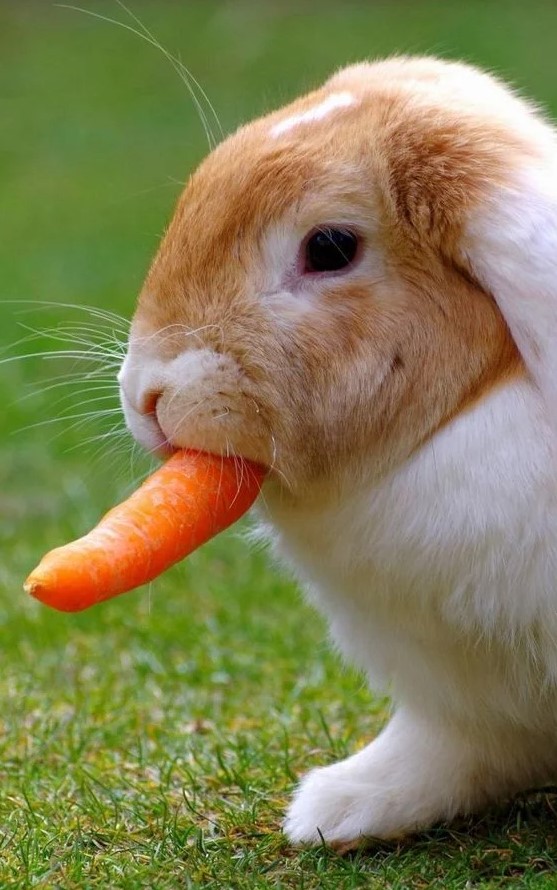 Carrot Papada 1 GIF