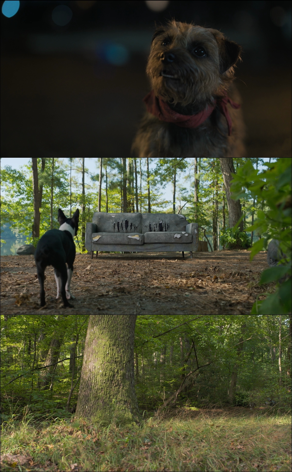 Strays (2003) ชีวิตหมาต้องไม่หมา | LoadHiDef เว็บโหลดหนังไฟล์เดียว MINI-HD ฟรี